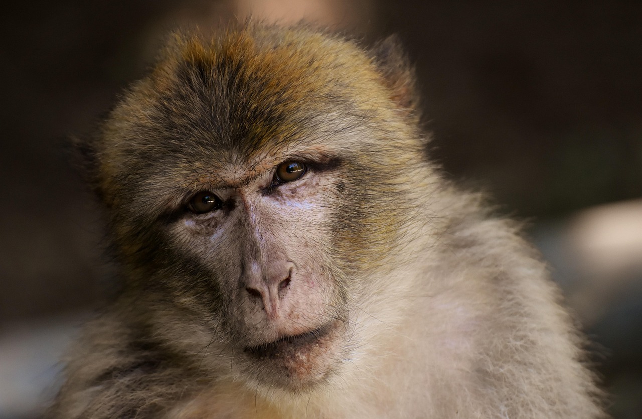 Barbary Macaque Threatend Species - Free photo on Pixabay - Pixabay