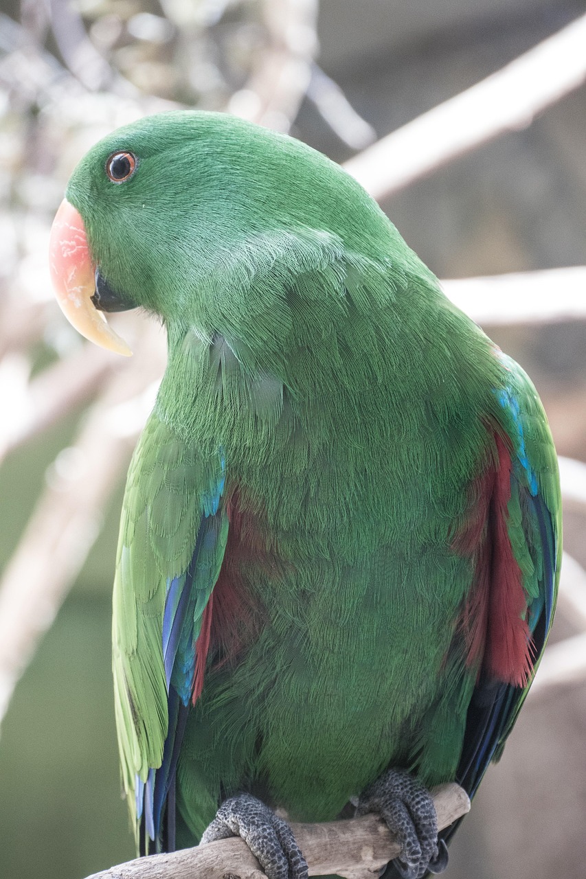Papegaai Dierentuin Dieren Vogel - Gratis foto op Pixabay - Pixabay