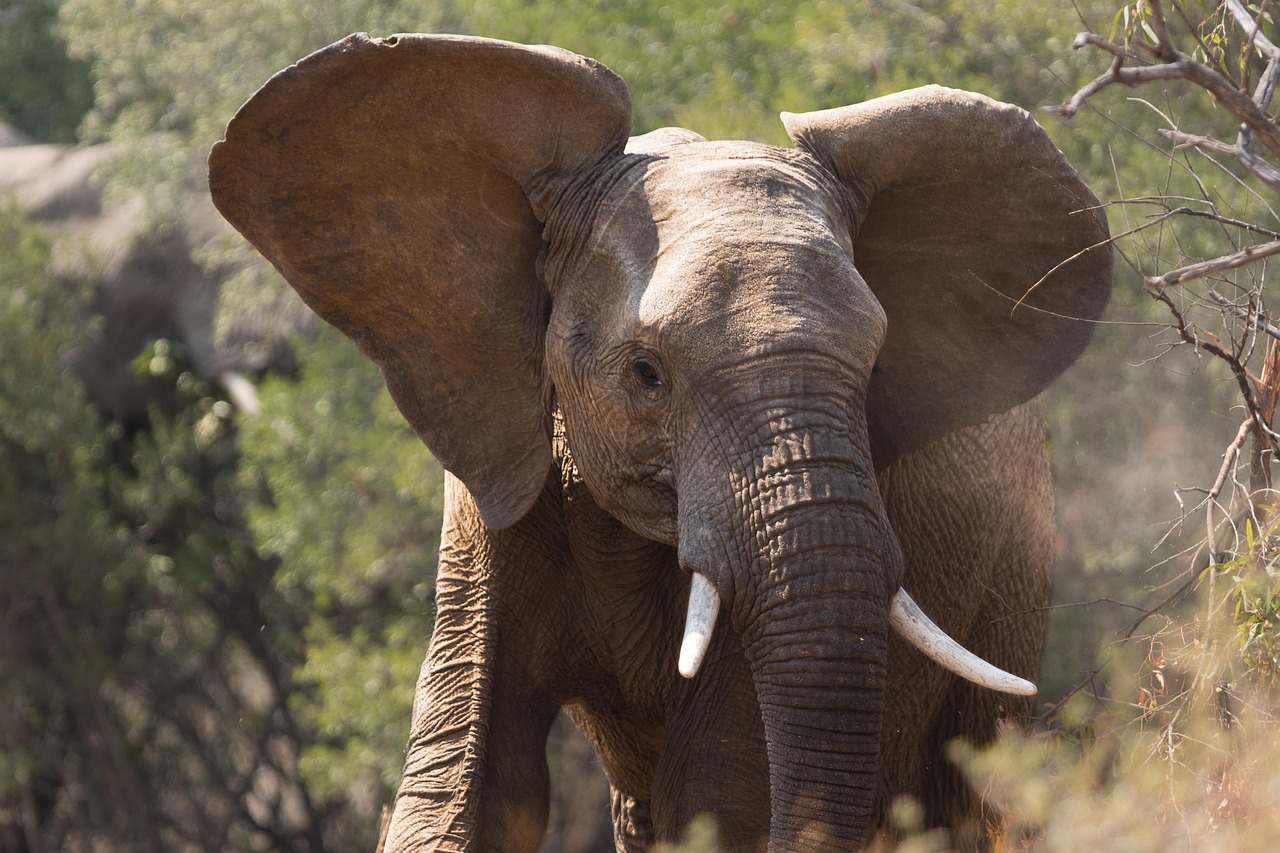 Africa African Bush - Free photo on Pixabay - Pixabay