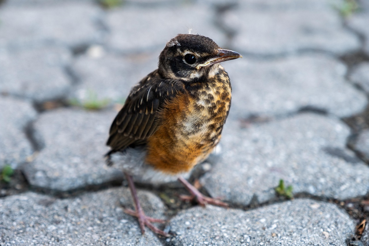 Oiseau Moineau - Photo gratuite sur Pixabay - Pixabay