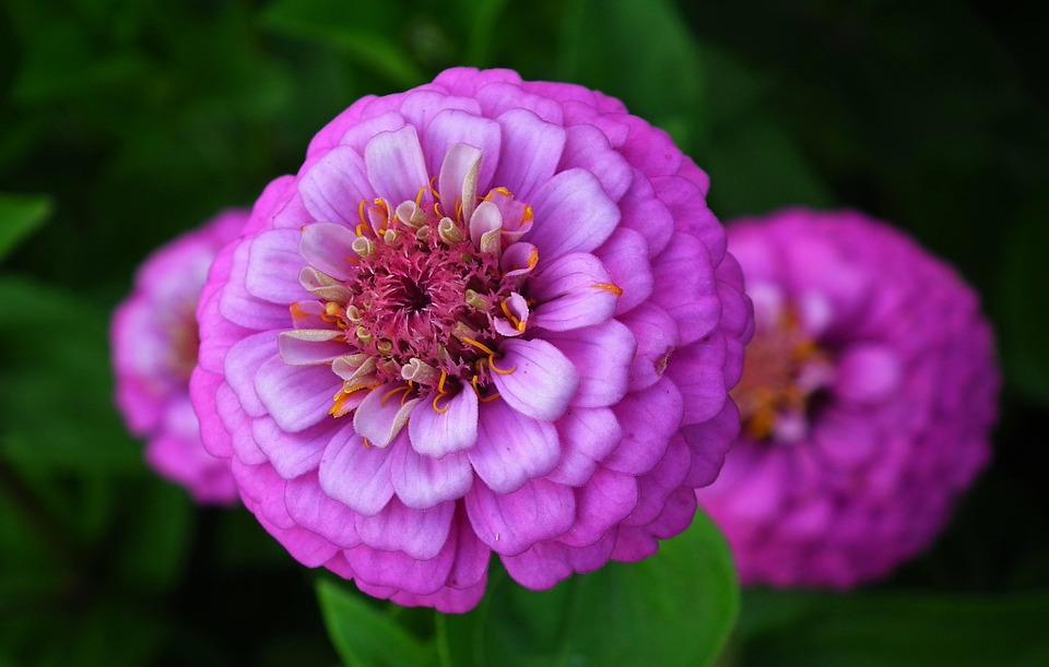 Flower Zinnia Summer - Free photo on Pixabay