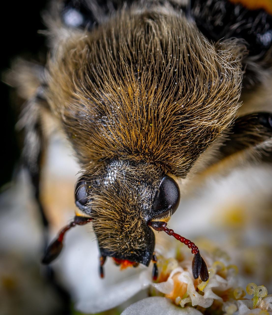 Gerinctelen Rovar Coleoptera - Ingyenes fotó a Pixabay-en - Pixabay