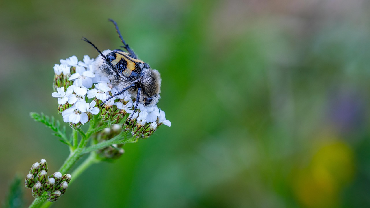 Invertebrata Serangga Coleoptera - Foto gratis di Pixabay - Pixabay