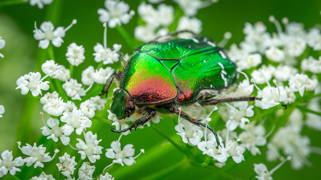 Invertebrate Insect Coleoptera - Free photo on Pixabay - Pixabay