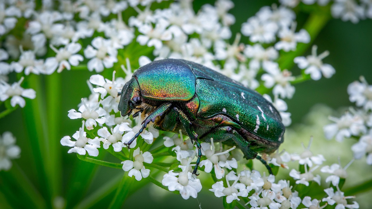 Invertebrate Insect Coleoptera - Free photo on Pixabay - Pixabay