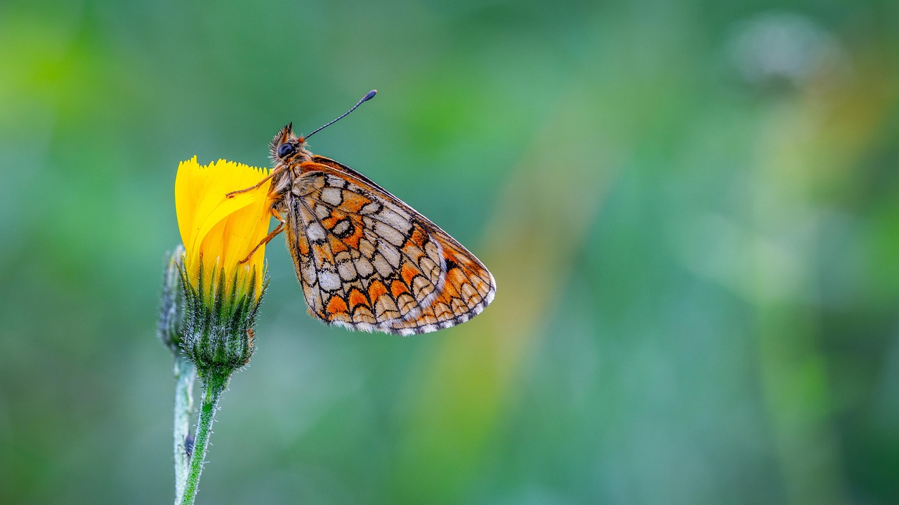 Vlinder De Metalmark Bloem - Gratis foto op Pixabay - Pixabay