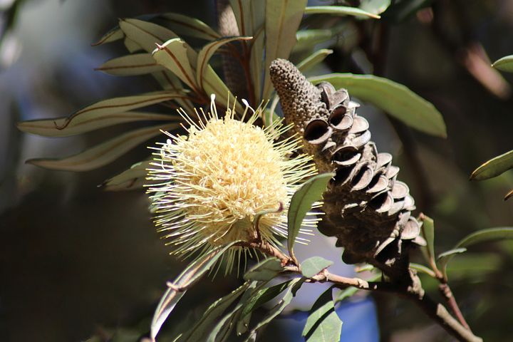 80+ Free Banksia & Flower Photos - Pixabay