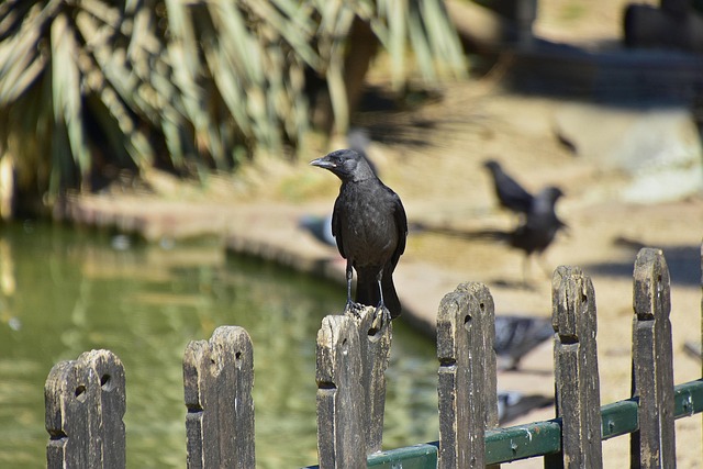 30,000+ Free Rook Bird & Rook Images - Pixabay