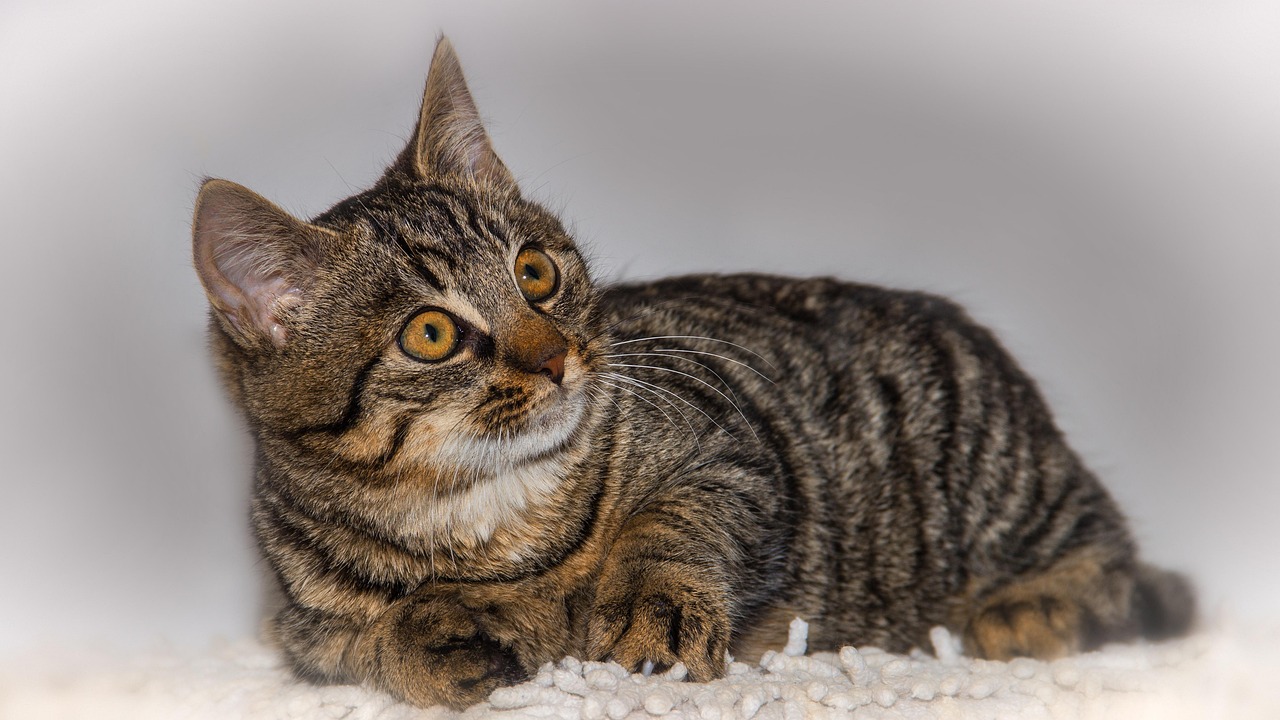 Gato Animal Domestico - Foto gratis en Pixabay - Pixabay