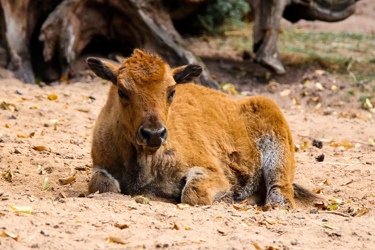 600+ Free Bison & Buffalo Images - Pixabay