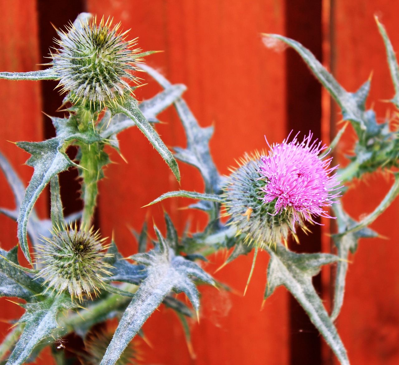 Cardo Espinoso Flor Silvestre - Foto gratis en Pixabay - Pixabay