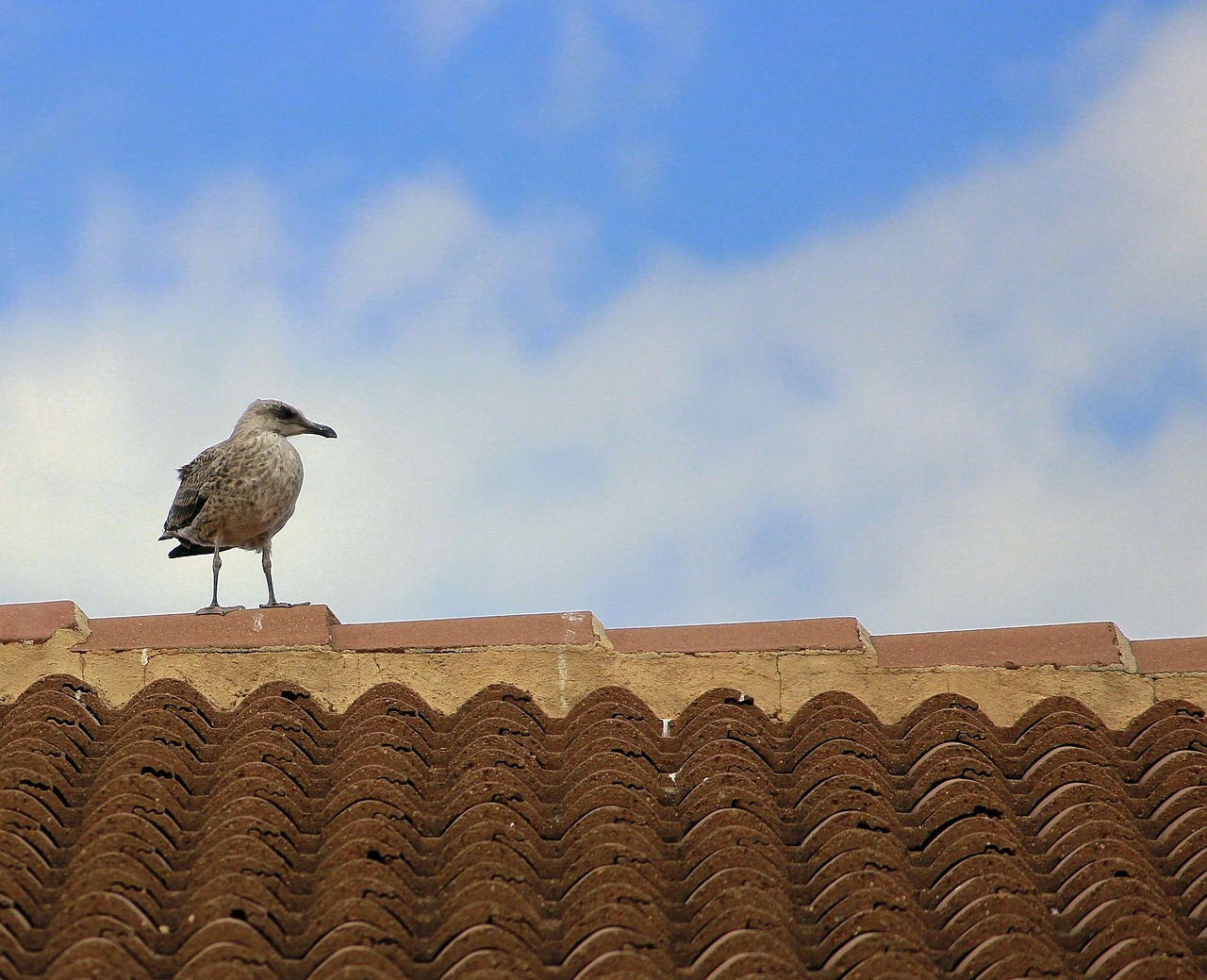 Mouette Reproduction Oiseau - Photo gratuite sur Pixabay - Pixabay