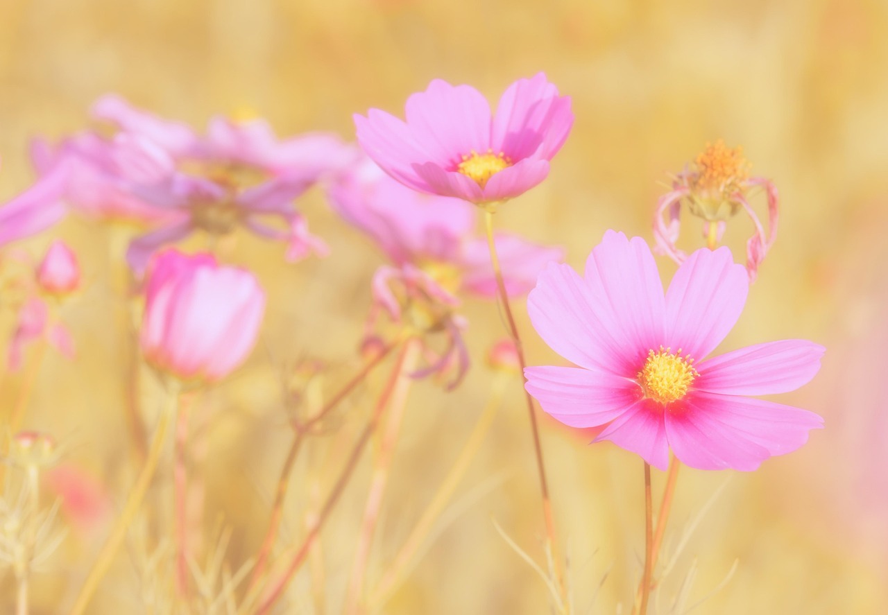 Cosmea Flower Bloom - Free photo on Pixabay
