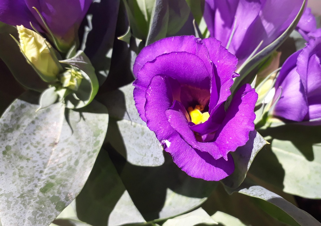Japan Rose Prairie Gentian Blossom - Free photo on Pixabay - Pixabay