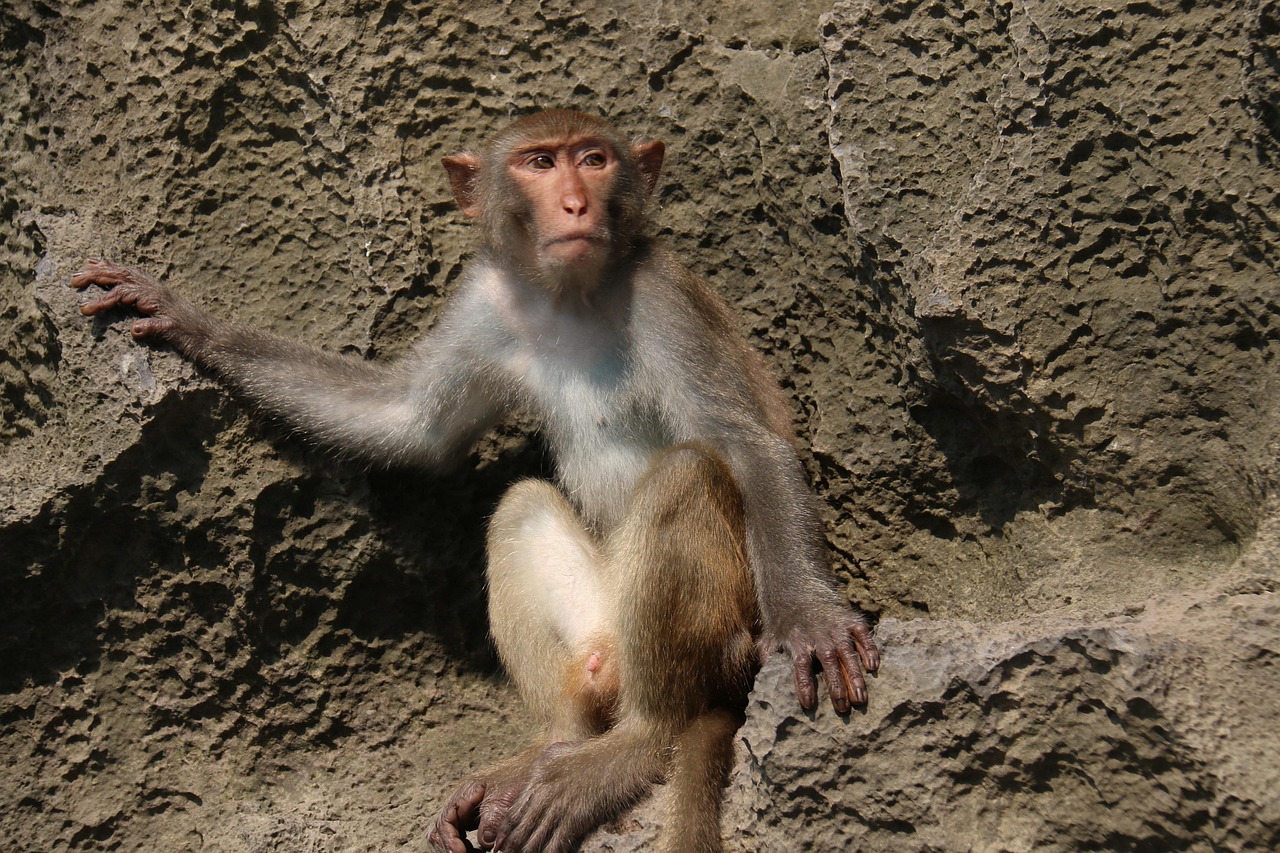 Singe Montagne La Nature - Photo gratuite sur Pixabay - Pixabay