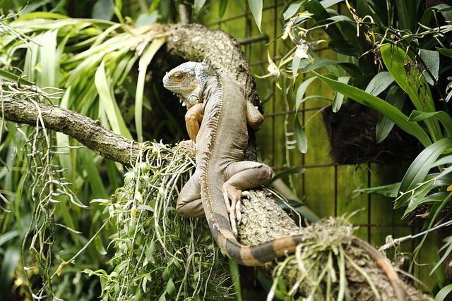 Animal Iguana - Free photo on Pixabay - Pixabay