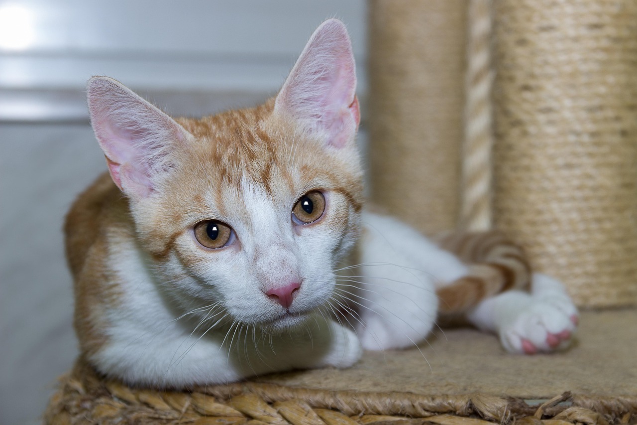 Cat Domestic Animal - Free photo on Pixabay