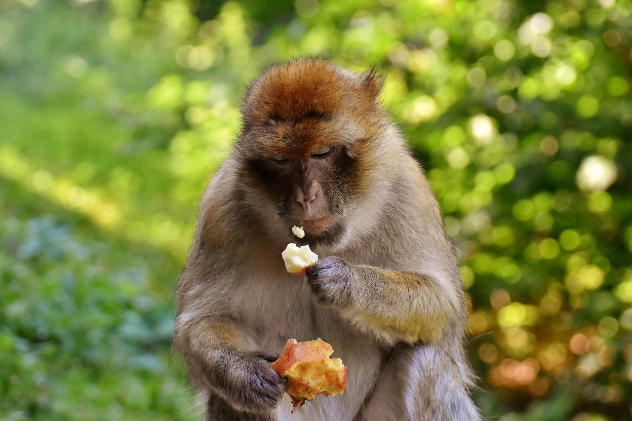 Macaque De Barbarie Repas Pomme - Photo gratuite sur Pixabay - Pixabay
