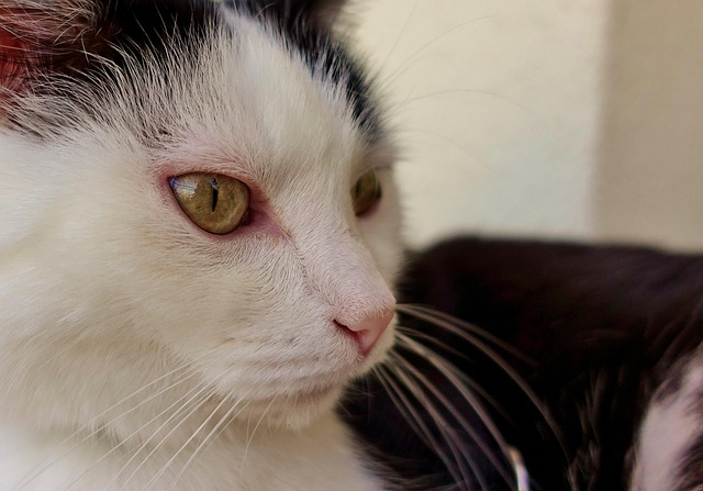 Cat Domestic Puss - Free photo on Pixabay - Pixabay