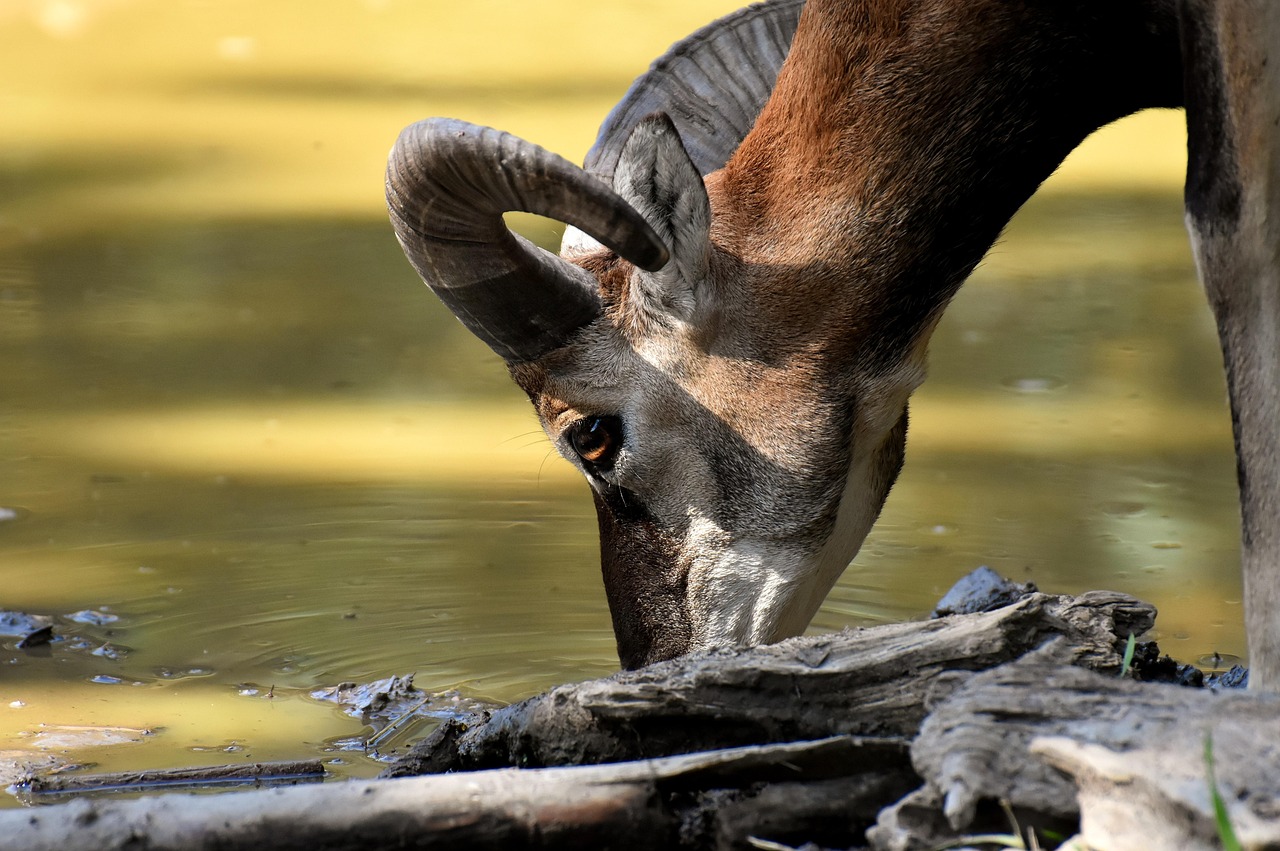 Mouflon Animal Sauvage - Photo gratuite sur Pixabay