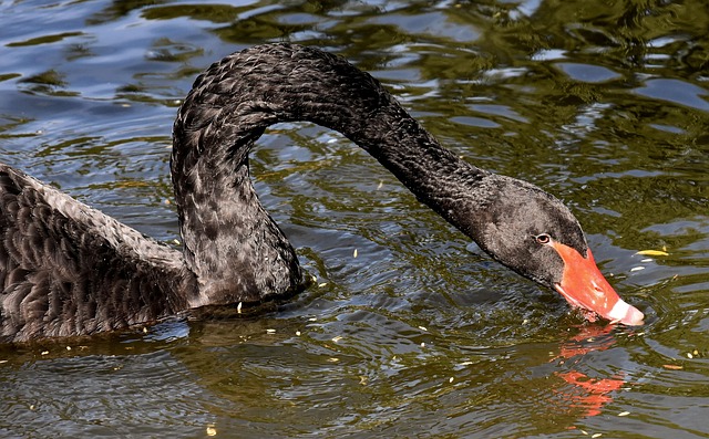Cisne Negro Ave Acuática - Foto gratis en Pixabay