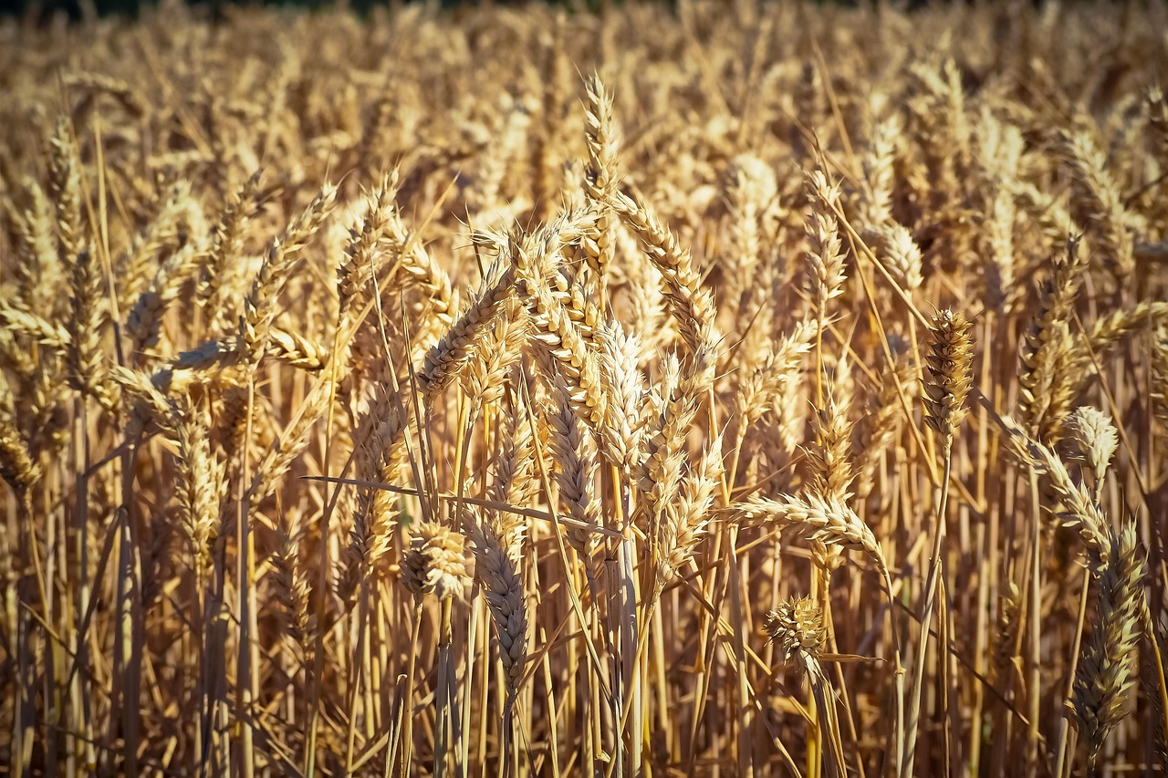 4,000+ Free Wheat Field & Wheat Images - Pixabay
