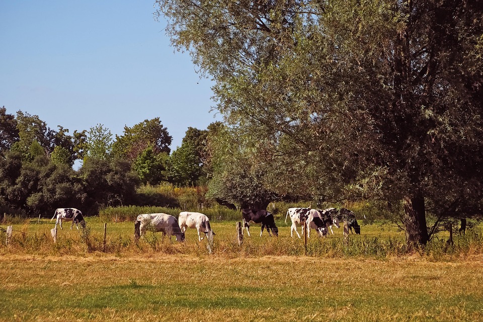 Landscape Cows Bovine - Free photo on Pixabay - Pixabay