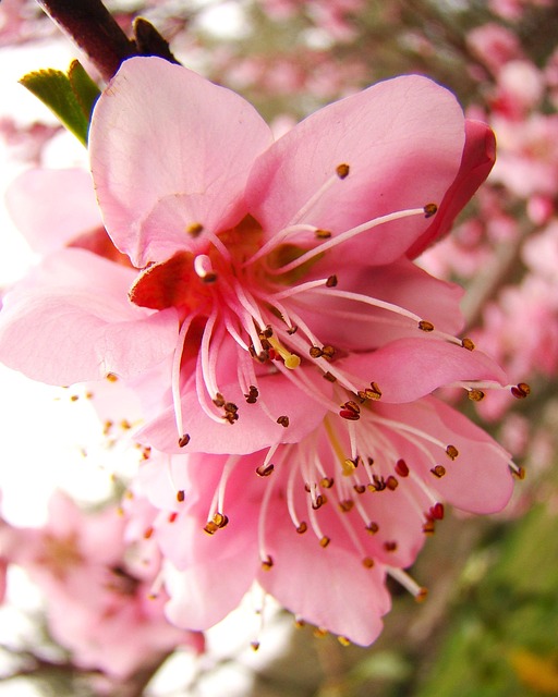 Peach Blossom Spring B - Free photo on Pixabay