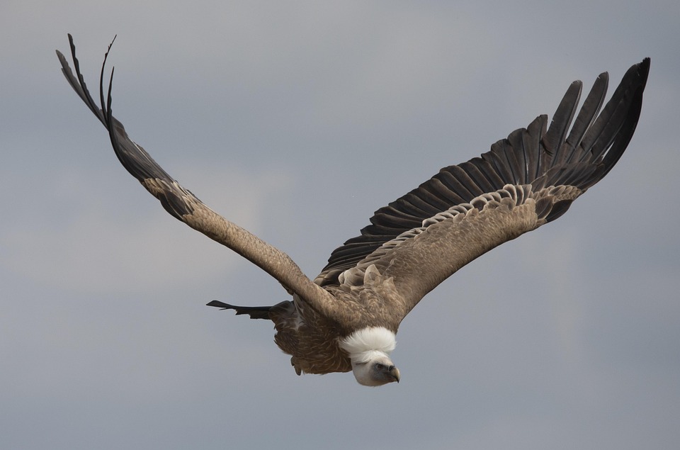 Vulture Birds Of Prey Raptor Wild - Free photo on Pixabay - Pixabay