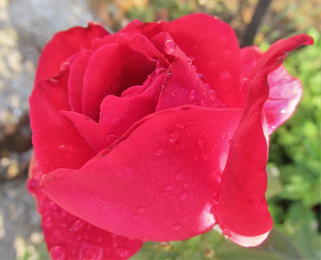 Flor Rose - Foto gratuita no Pixabay - Pixabay