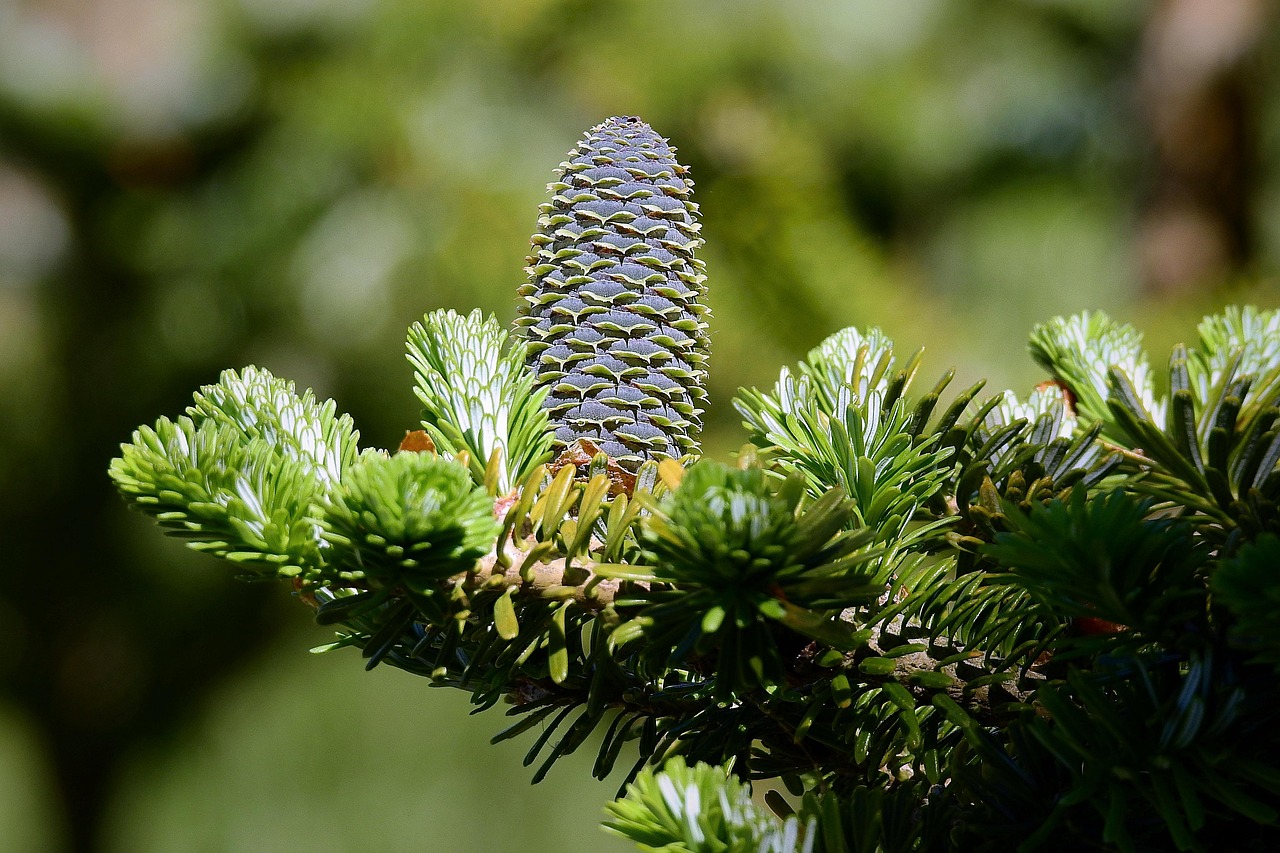 Naaldhout Branch Groente - Gratis foto op Pixabay - Pixabay