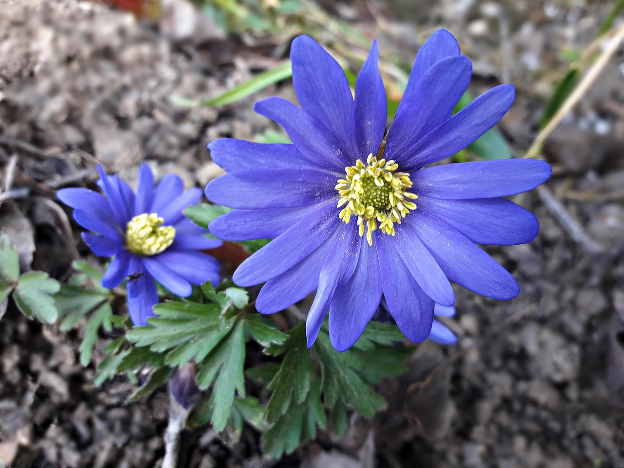 Bunga Belalang Padang Rumput - Foto gratis di Pixabay - Pixabay