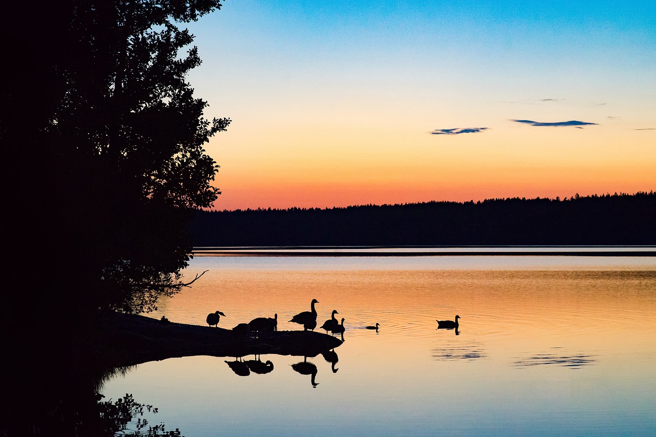 Sunset Birds Lake - Free photo on Pixabay - Pixabay