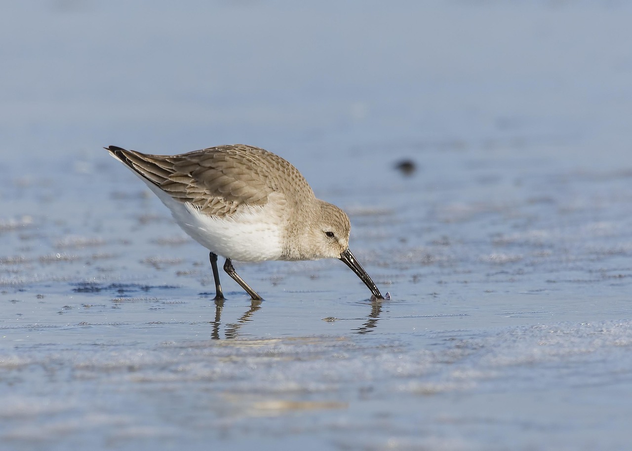 200+ Free Sandpiper & Nature Images - Pixabay