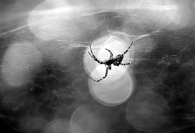 Insect Spider Buddha-Nature - Free photo on Pixabay - Pixabay