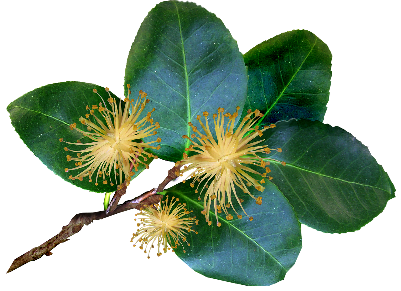 Daun-Daun Tangkai Bunga Kamelia - Foto gratis di Pixabay