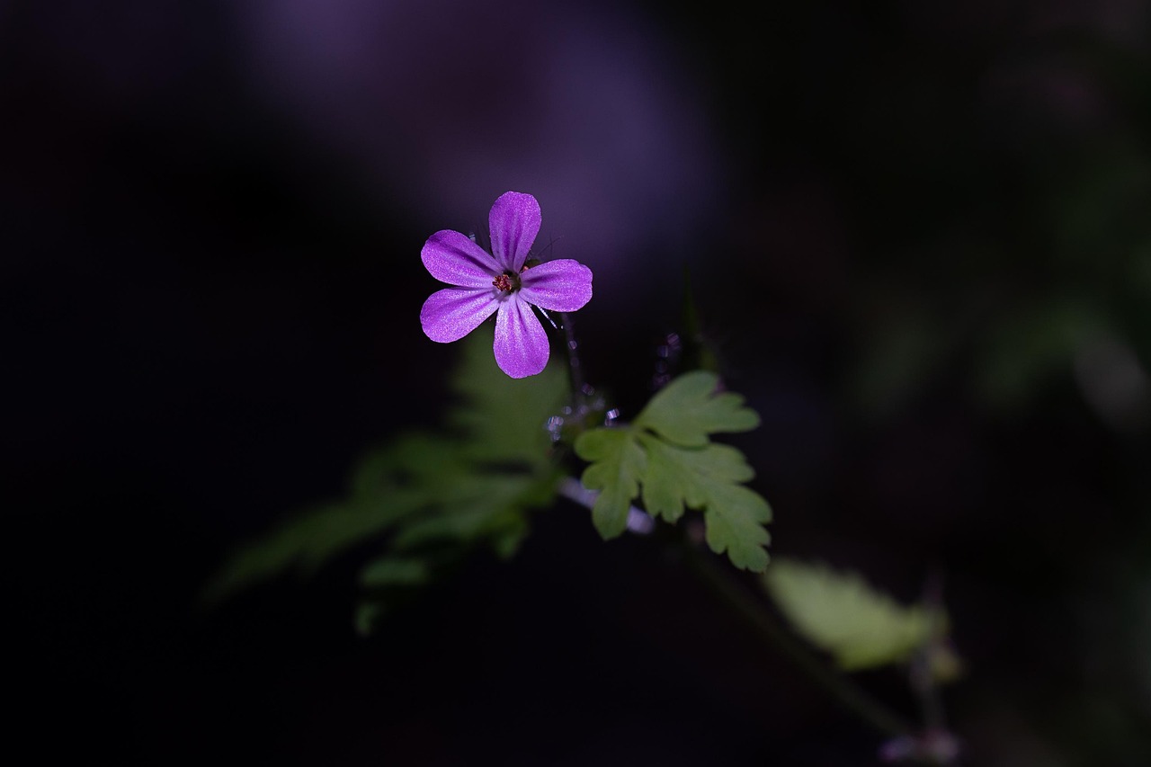 500,000+ Free Small-Flower & Small Flower Images - Pixabay
