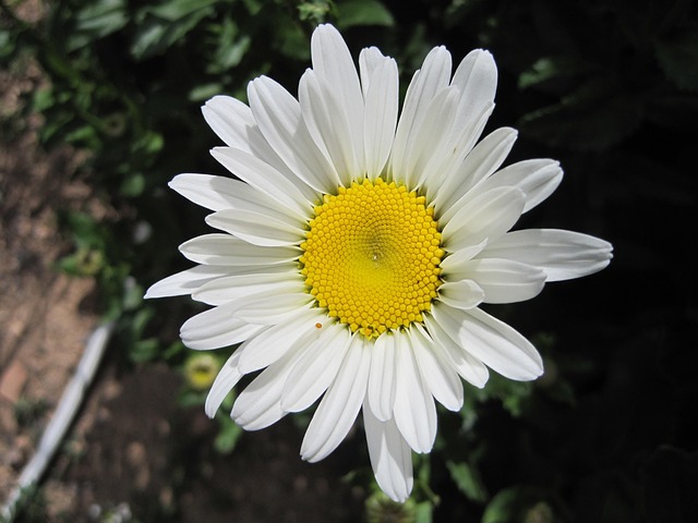 Margarida Flor Plantar - Foto gratuita no Pixabay - Pixabay