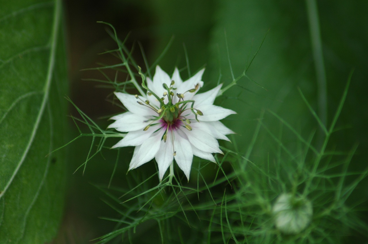 Alam Bunga Flora - Foto gratis di Pixabay - Pixabay