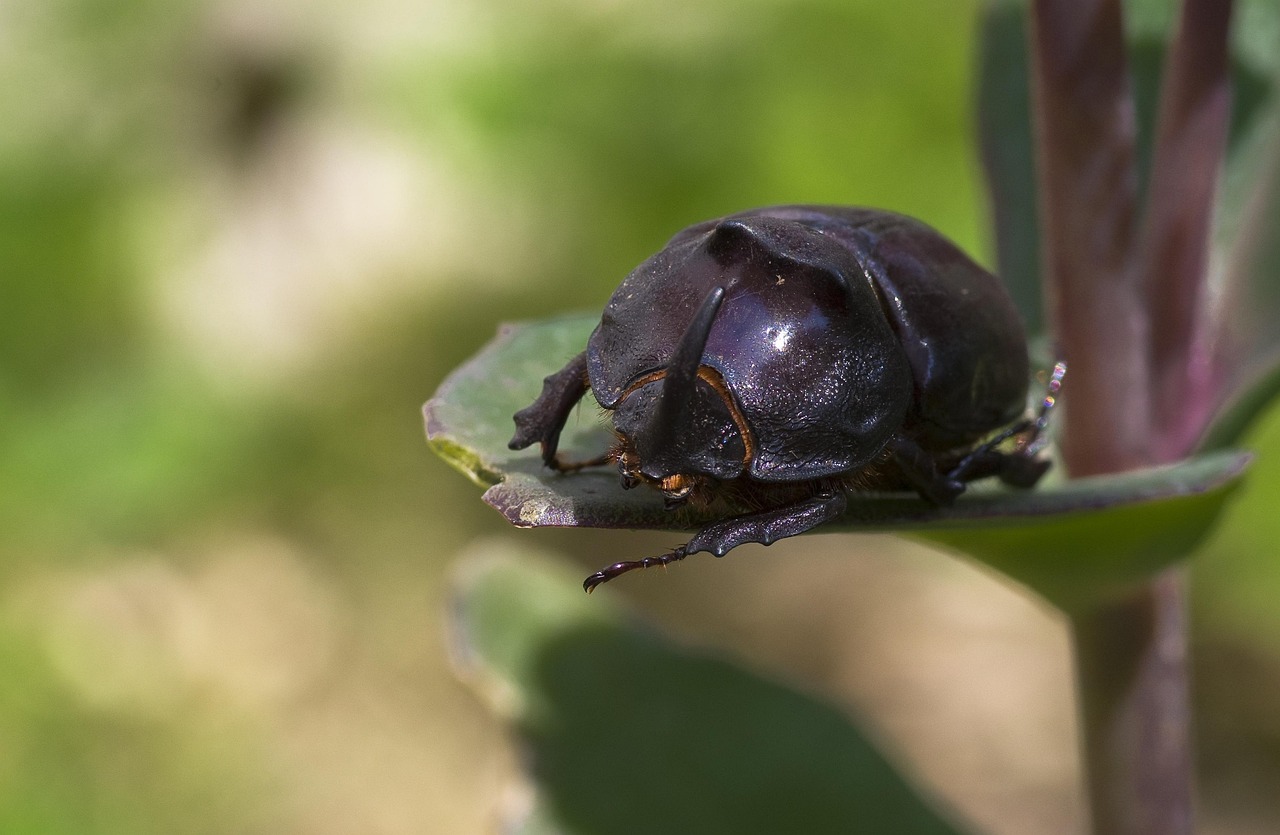 Rhinoceros Beetle Nature Close Up - Free photo on Pixabay
