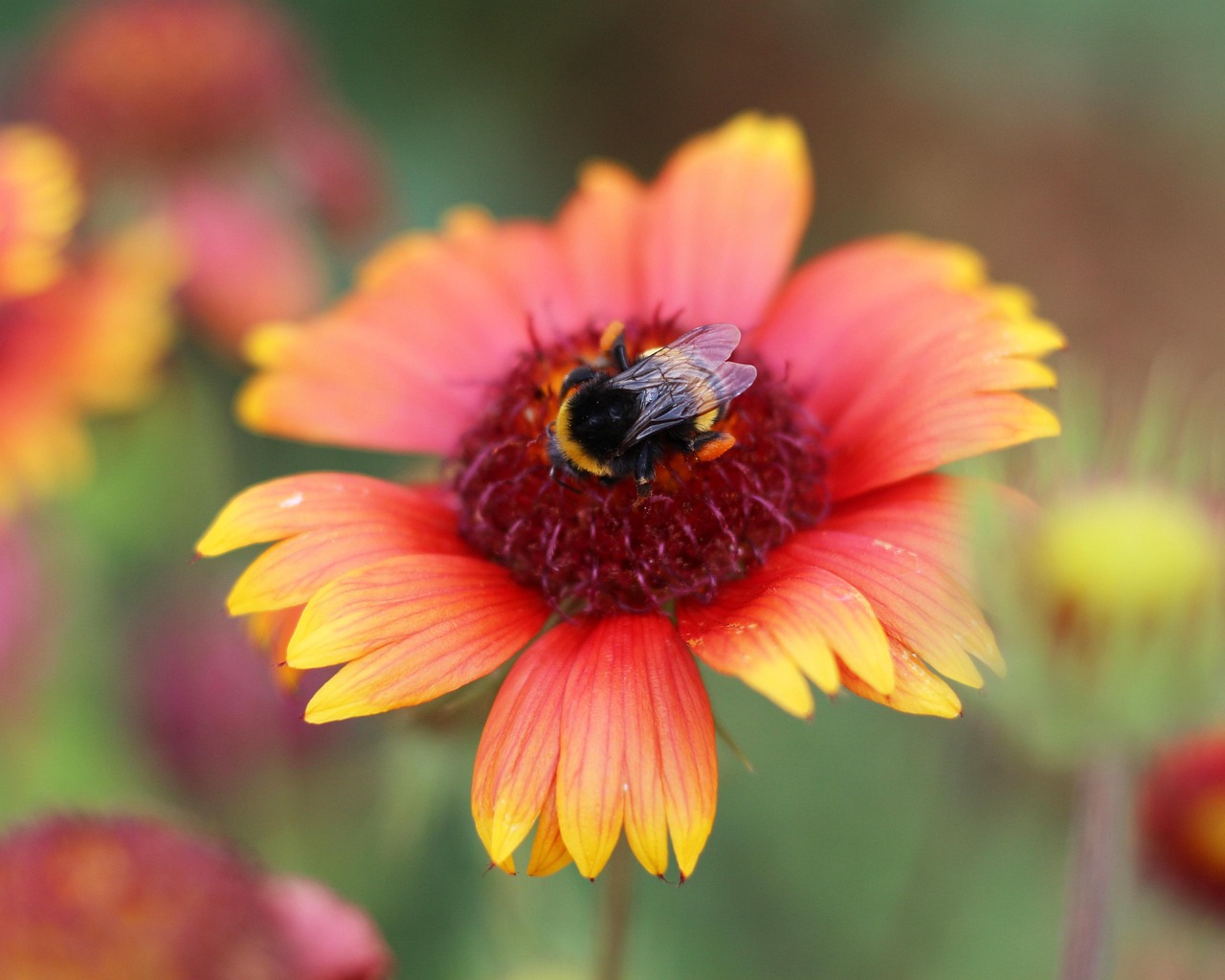 Cobertor Flores Jardim Natureza - Foto gratuita no Pixabay - Pixabay