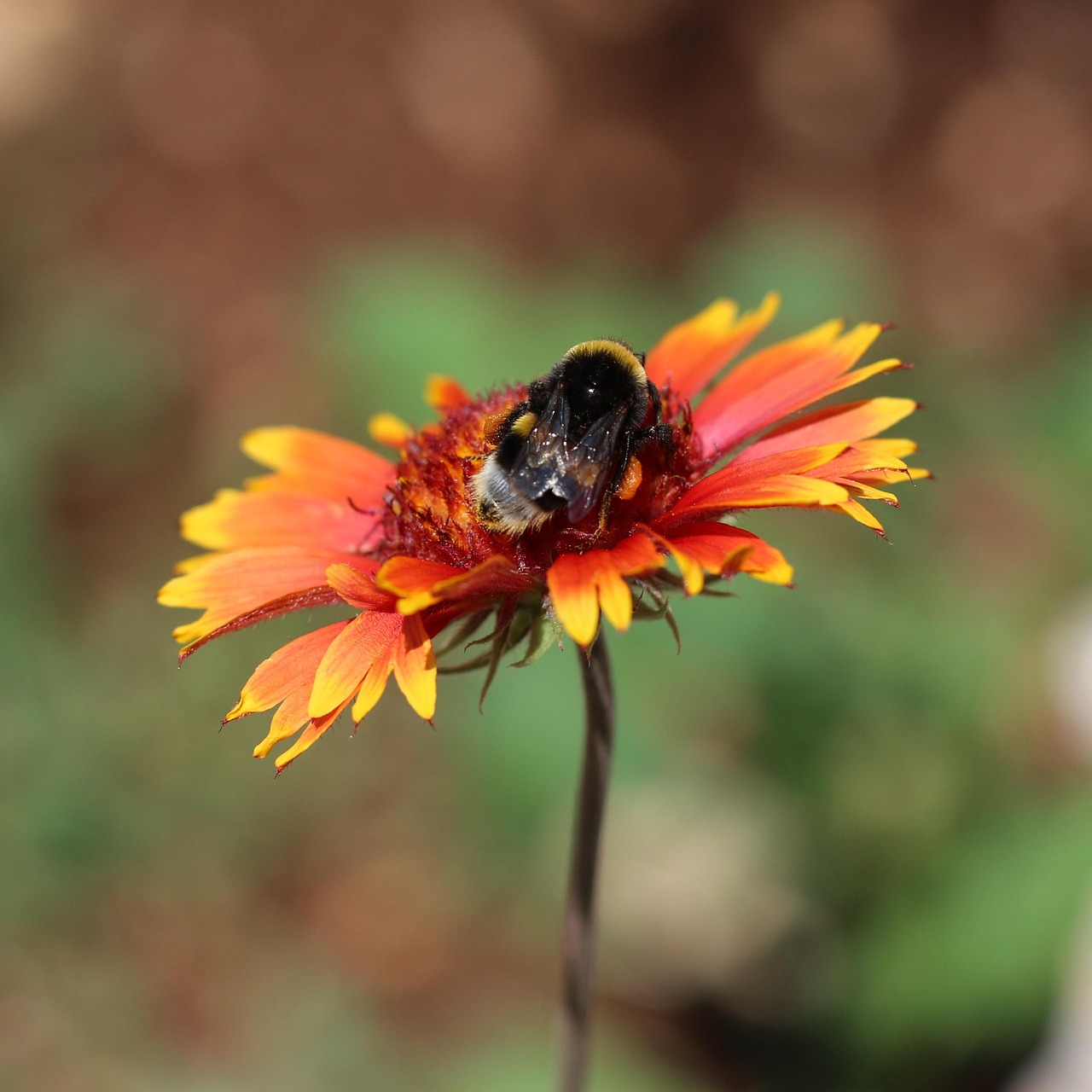 Cobertor Flores Jardim Natureza - Foto gratuita no Pixabay - Pixabay