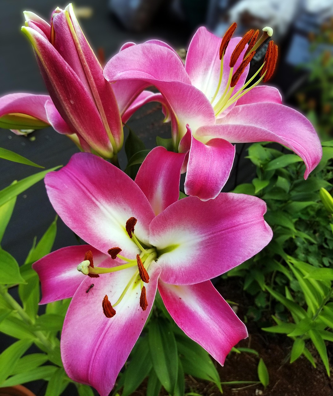 Lily Flower Blossom - Free photo on Pixabay