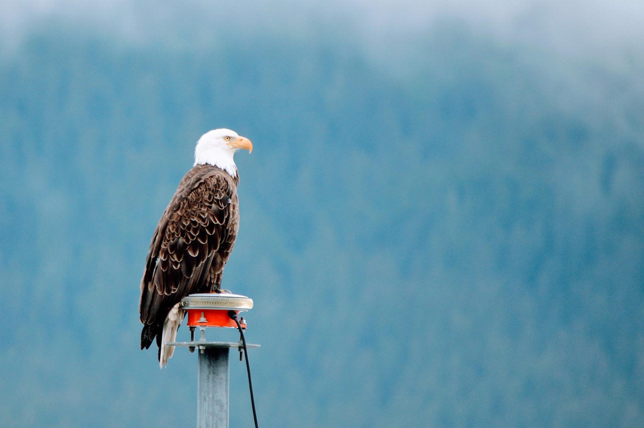 1,000+ Free Alaska & Nature Images - Pixabay