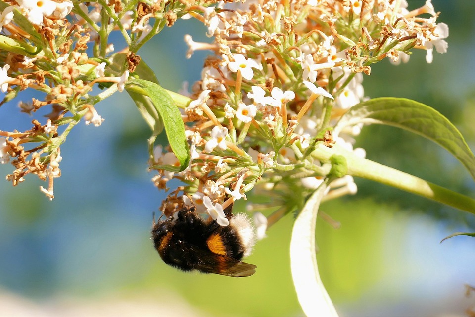 Bie Humle Sommer - Gratis foto på Pixabay - Pixabay