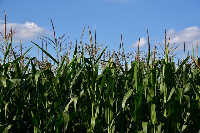 Corn Cornfield Agriculture - Free photo on Pixabay