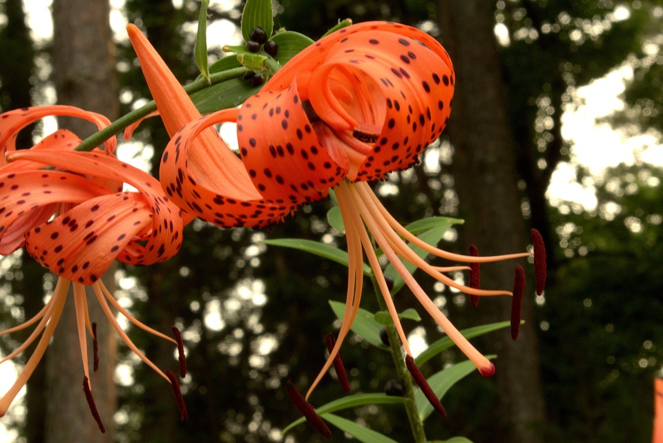 Orange Tiger Lily Flower - Free photo on Pixabay