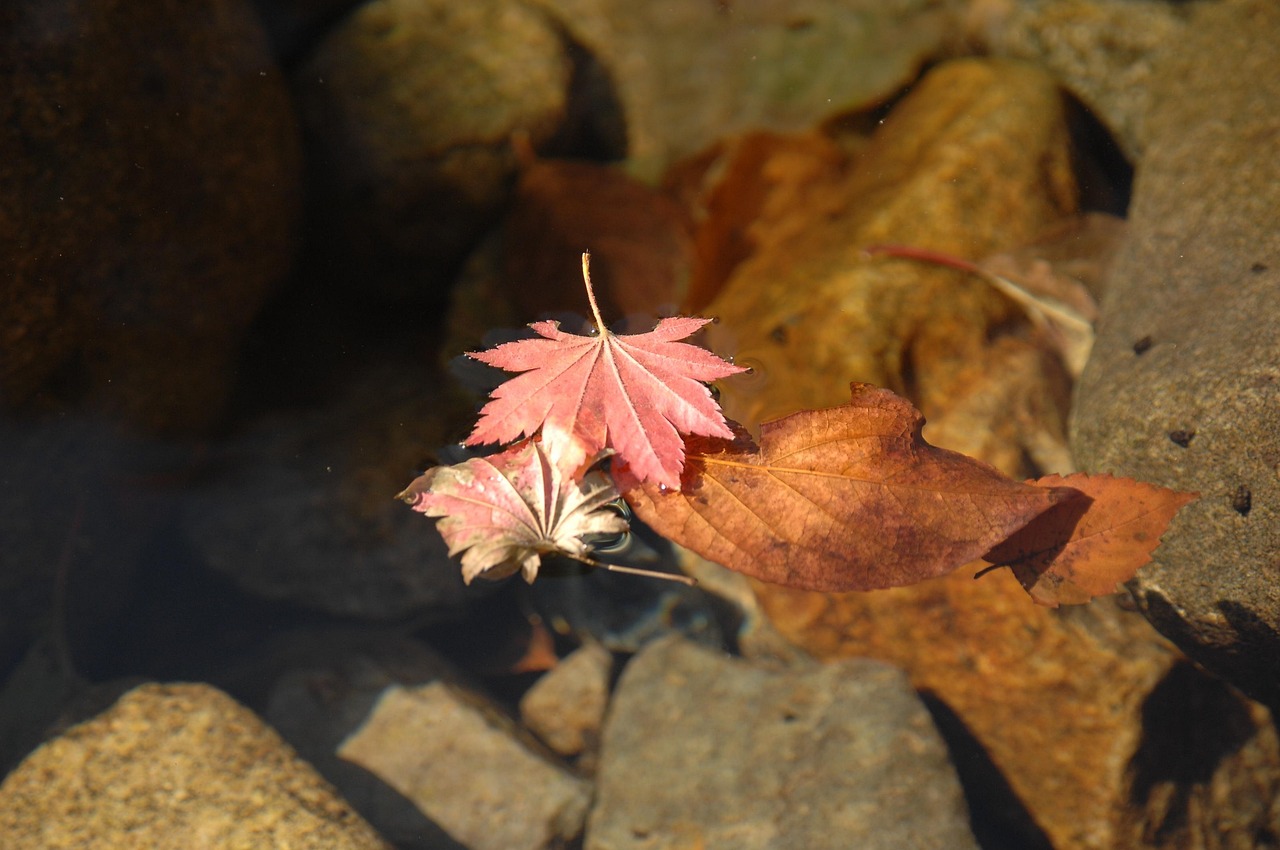 Autumn Leaves Clear Water Valley - Free photo on Pixabay - Pixabay