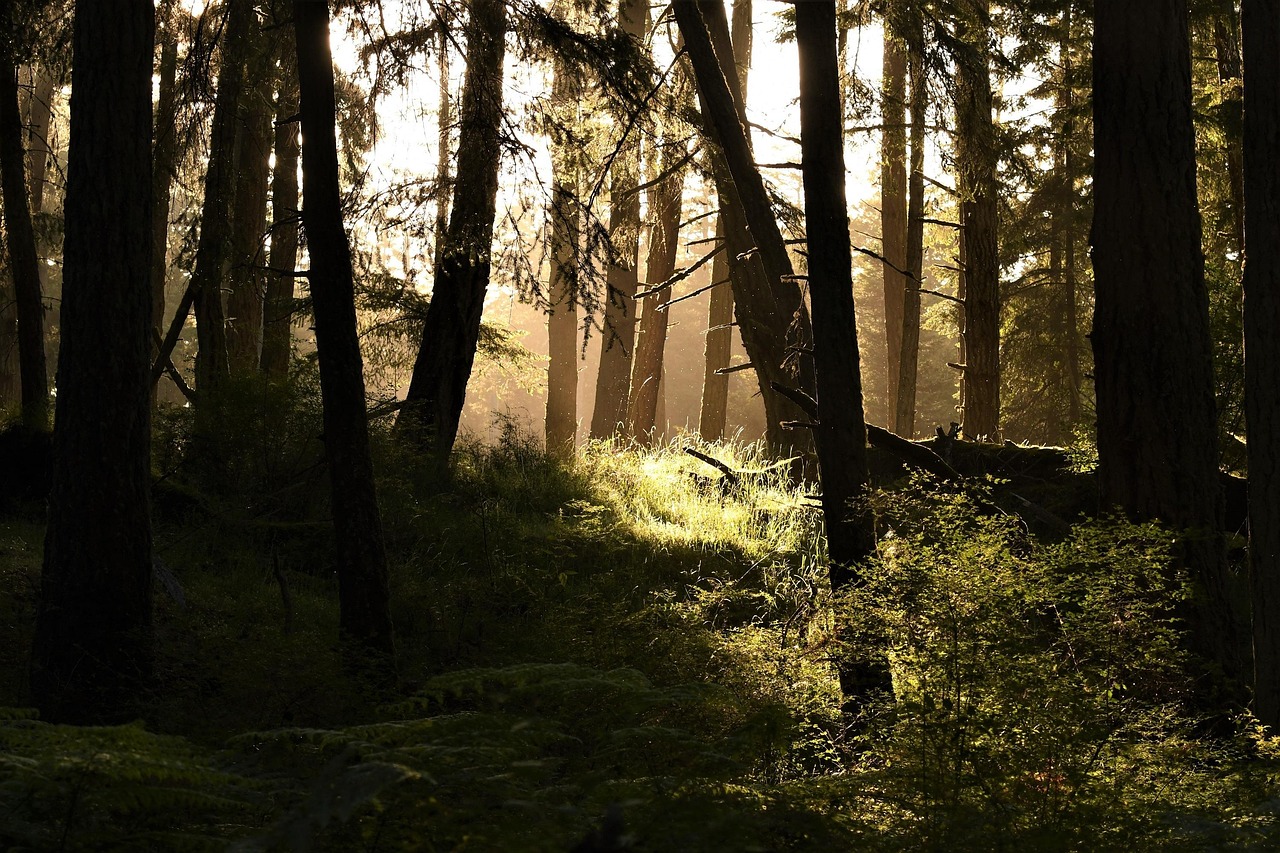 Hutan Pohon Seberkas Cahaya - Foto gratis di Pixabay - Pixabay