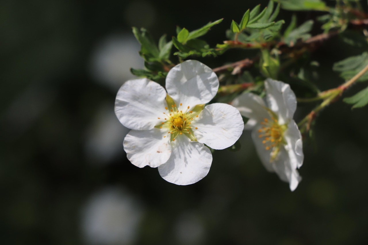 Fleur Blanc Blanche - Photo gratuite sur Pixabay - Pixabay